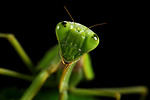 Nature’s Multi-Eyed Marvels: 16 Examples - A-Z Animals