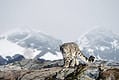 Meet 11 Amazing Animals That Live at Ridiculously High Altitudes - A-Z ...