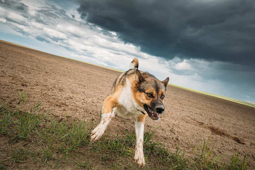 The 36 Most Badass and Tough Dog Names - A-Z Animals
