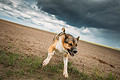 The 36 Most Badass and Tough Dog Names - A-Z Animals