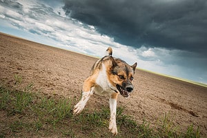 The 36 Most Badass and Tough Dog Names - A-Z Animals