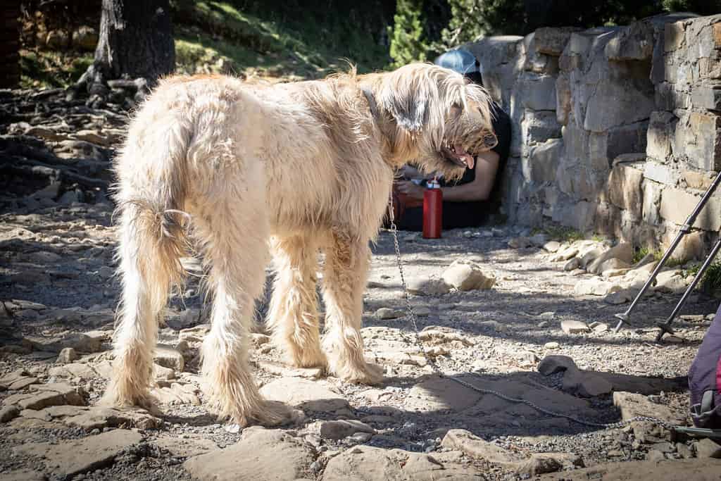 Irish Wolfhound Colors: Rarest to Most Common - A-Z Animals