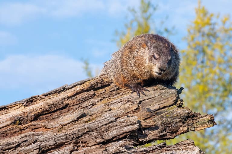 6 Impressive Facts About Woodchucks - A-Z Animals