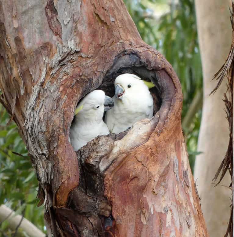 Male vs. Female Cockatoos: 5 Key Differences - A-Z Animals