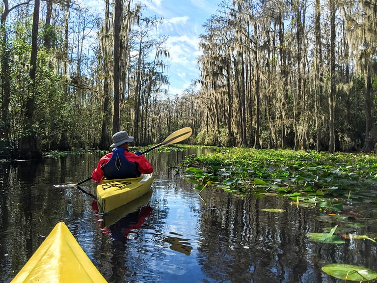 Why Alligators are Congregating at This Southern Boat Ramp - A-Z Animals
