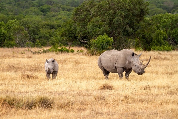 Discover the 4 Countries Where the Most Rhinos Live - A-Z Animals