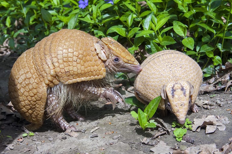 Baby Armadillo: 7 Pictures and 7 Amazing Facts - A-Z Animals