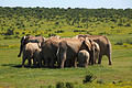Meet the Most Social Animals Still Roaming the Planet Today - A-Z Animals