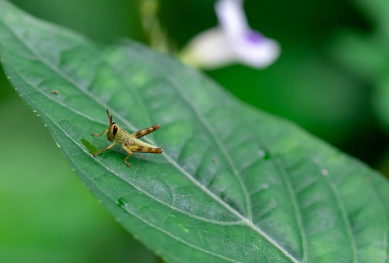 Baby Grasshopper: 10 Pictures and 7 Incredible Facts - A-Z Animals
