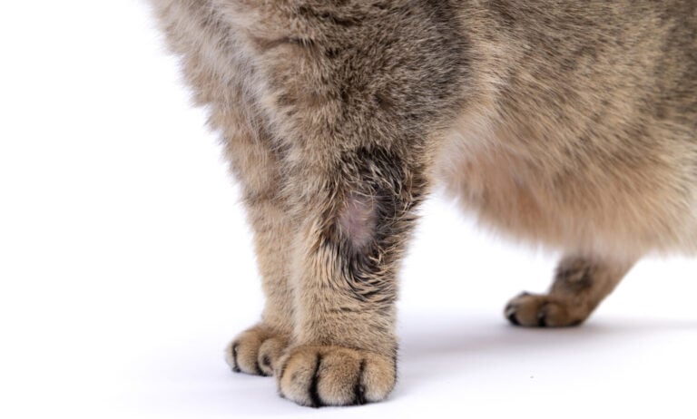 Does My Cat Have Arthritis? 13 Signs and Symptoms - A-Z Animals