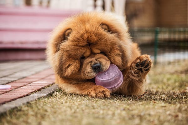 Chow Chow: Growth Chart, Milestones, and Training Tips - A-Z Animals