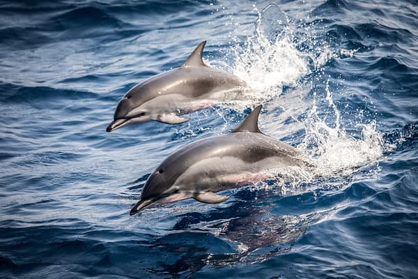 Are Dolphins Mammals? - A-Z Animals