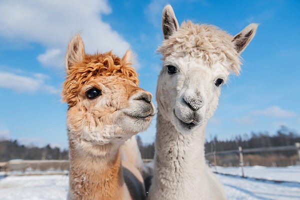 Alpaca Meat: Why Alpaca Meat is a Nutritious and Sustainable Protein ...