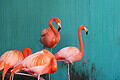 Shades of Flamingo Pink - How Do They Get Their Color Anyway? - A-Z Animals