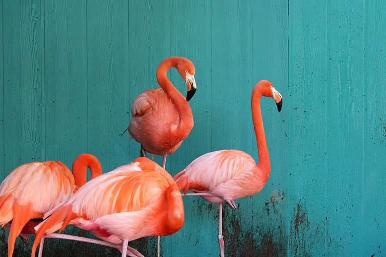 25 Facts That Make Flamingos Earth's Coolest Bird - A-Z Animals Slideshows