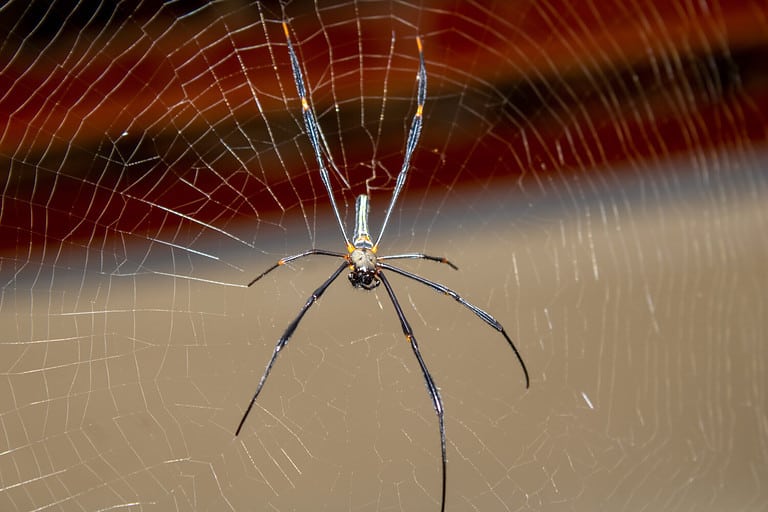 Discover How Long Spiders Can Live Without Food - A-Z Animals