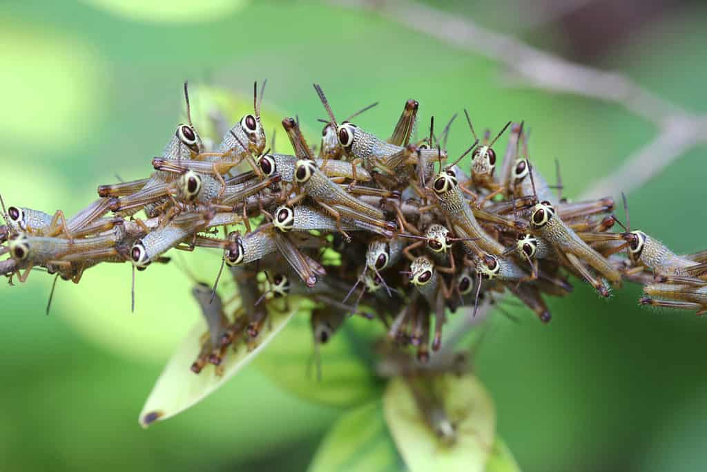 Baby Grasshopper: 10 Pictures and 7 Incredible Facts - A-Z Animals