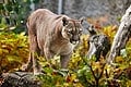 How Fast Are Tigers? Top Speeds and How They Compare to Other Big Cats ...