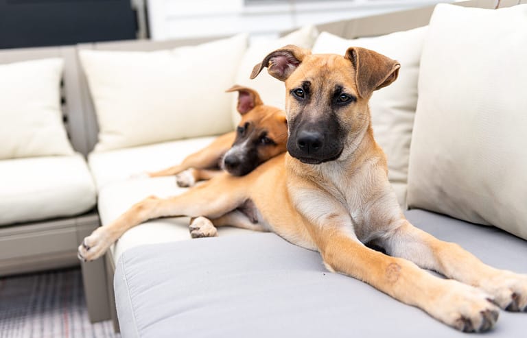 Black Mouth Cur and German Shepherd Mix: Everything You Need to Know ...
