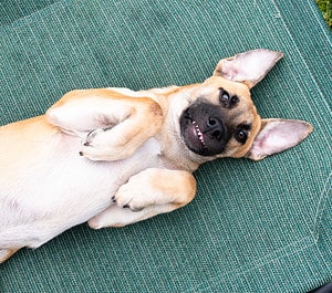Black Mouth Cur and Pit Bull Mix: Everything You Need to Know About ...