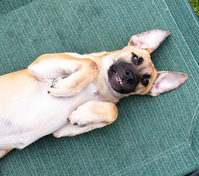 Black Mouth Cur and Pit Bull Mix: Everything You Need to Know About ...
