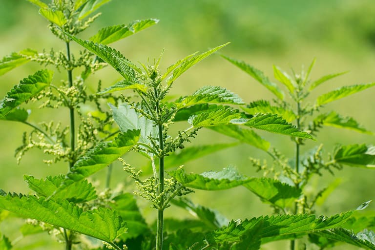 Should You Eat Stinging Nettle: Taste and Health Benefits - A-Z Animals