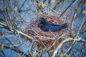 Male vs Female Crows: 4 Key Differences - A-Z Animals