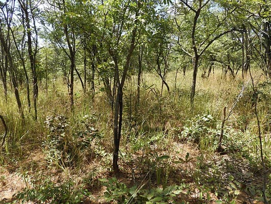 13 Amazing Plants That Thrive In The Savanna - A-Z Animals