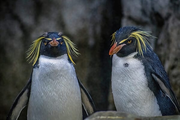 Discover the Amazing Colors of the Various Types of Penguins - A-Z Animals