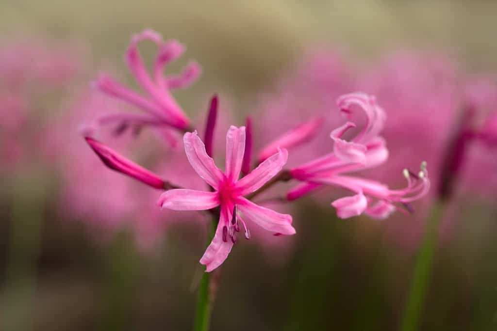 10 Flowers That Represent Freedom - A-Z Animals