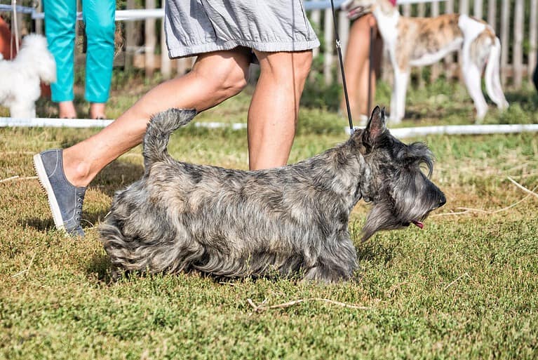 Scottish Terrier Colors: Rarest to Most Common - A-Z Animals
