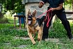The 36 Most Badass and Tough Dog Names - A-Z Animals