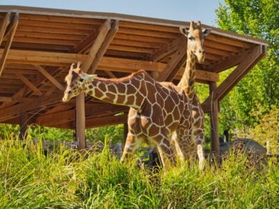 The Fascinating Functions of Giraffe Spots: More Than Just a Pretty ...