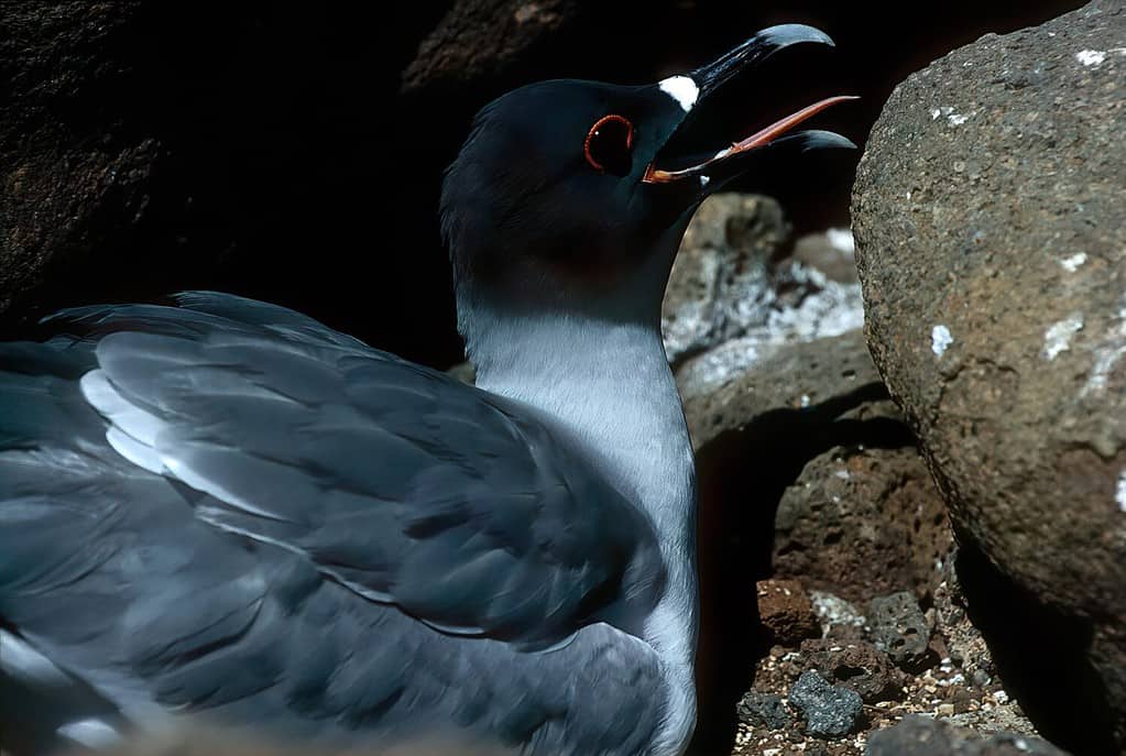 8 Wild Facts About the Swallow-Tailed Gull - A-Z Animals