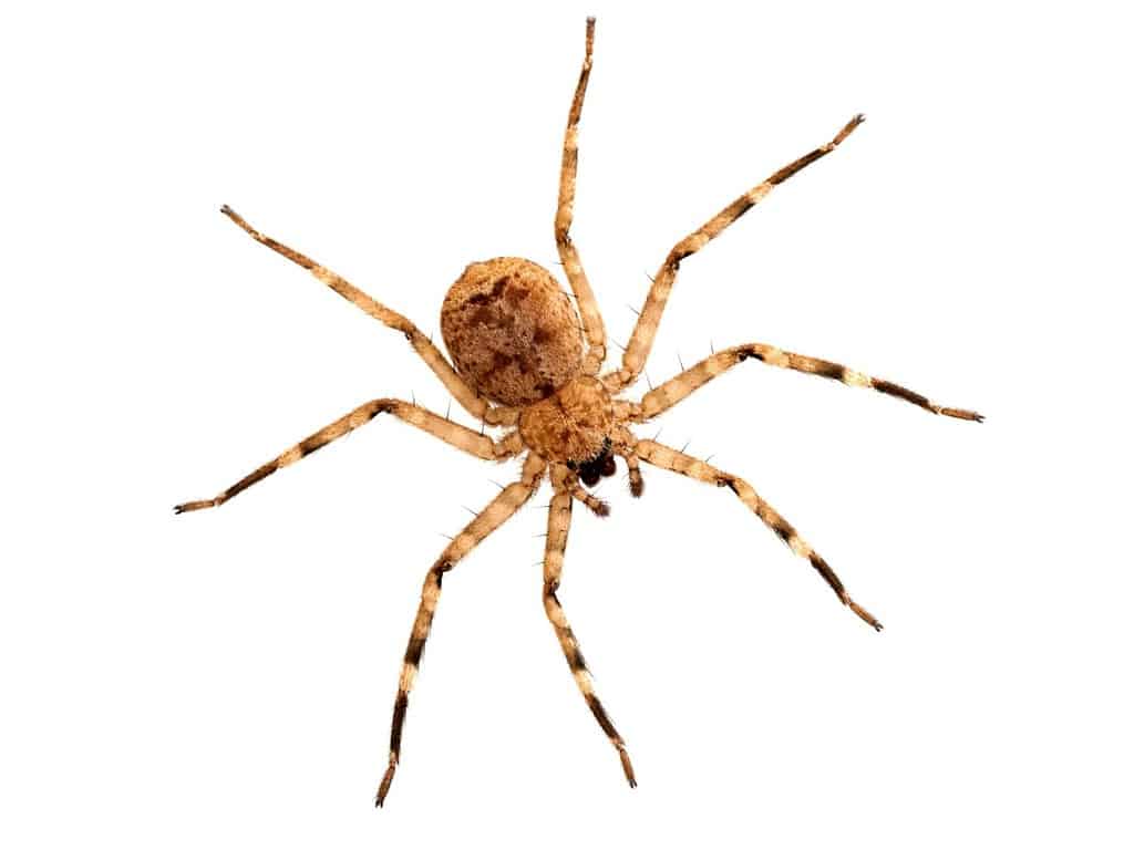 The Top 10 Fastest Spiders in the World - A-Z Animals