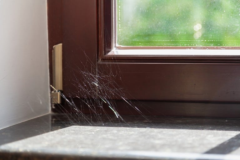 The Spider Psychology Behind Where They Build Their Webs - A-Z Animals