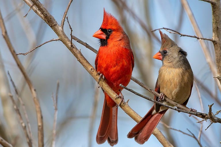 These Birds Are Taking Over Virginia’s Feeders This Winter - A-Z Animals