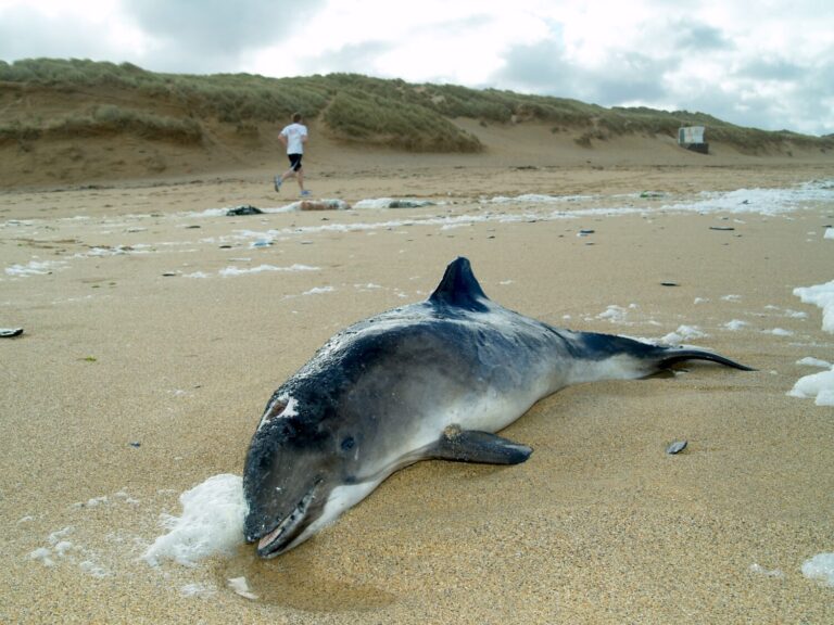 Dolphin Reproduction: How Do Dolphins Mate and Reproduce? - A-Z Animals