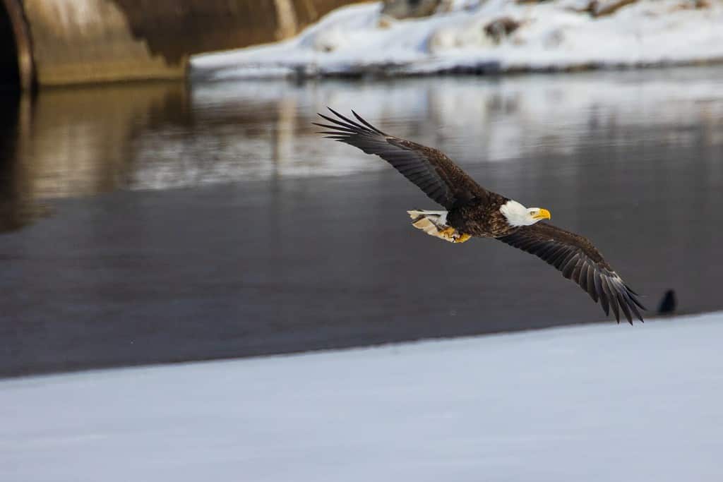 The 6 Best Places and Times to See Bald Eagles in New York - A-Z Animals