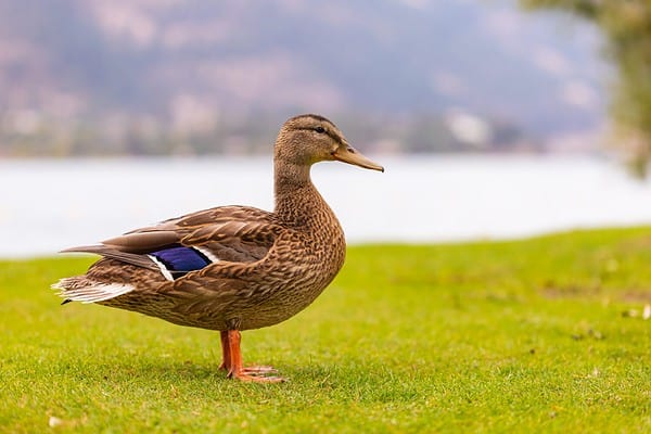 Discover Why Ducks Have Genitalia In the Shape of Corkscrews - A-Z Animals