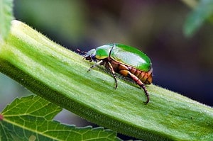 8 Real-Life Six-Legged Animals You Have to See to Believe - A-Z Animals