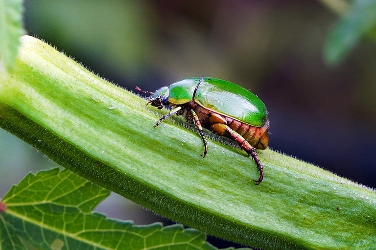 8 Real-Life Six-Legged Animals You Have to See to Believe - A-Z Animals