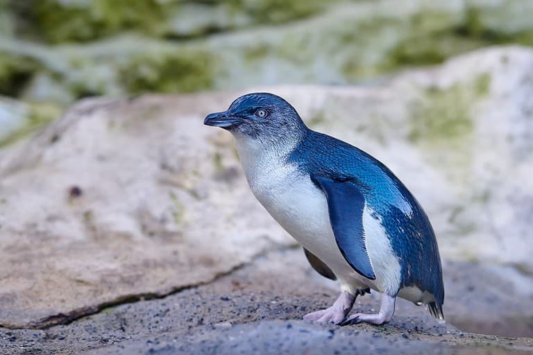 Discover the Amazing Colors of the Various Types of Penguins - A-Z Animals