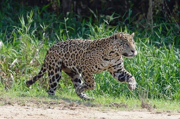 How Fast Are Snow Leopards? See Their Top Speeds Compared to Other Fast ...