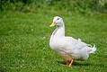 The 18 Best Duck Breeds That Make for Good Pets - A-Z Animals