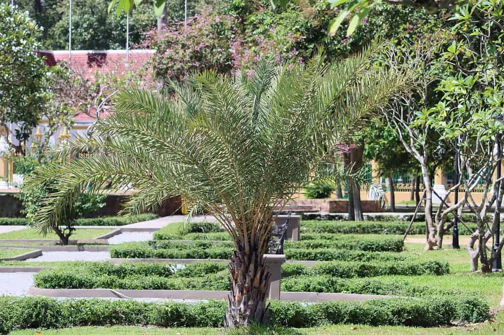 Palm Trees in Ireland: Can They Really Grow There? - A-Z Animals