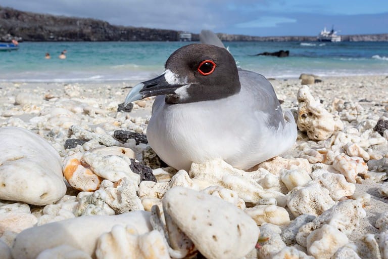 8 Wild Facts About the Swallow-Tailed Gull - A-Z Animals