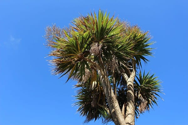 Palm Trees in Ireland: Can They Really Grow There? - A-Z Animals