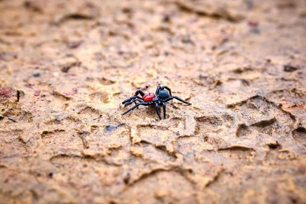 The 8 Biggest Spiders Crawling Around Victoria - A-Z Animals