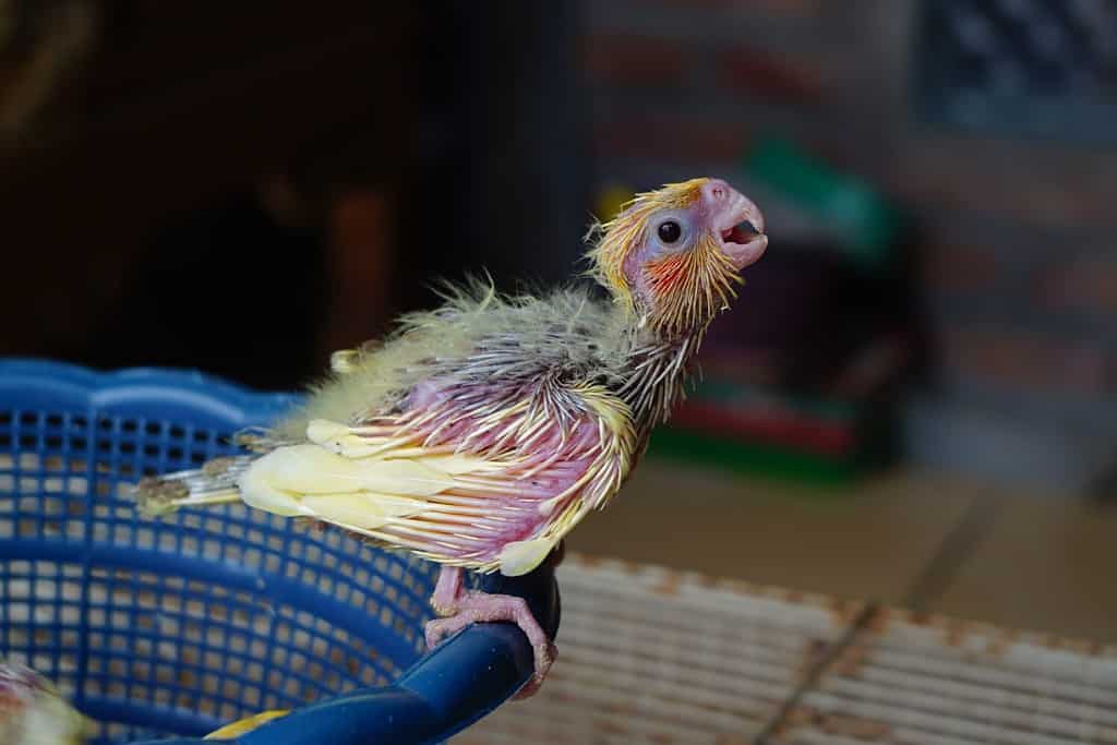 Baby Cockatiel Chick: 9 Pictures and 9 Incredible Facts - A-Z Animals